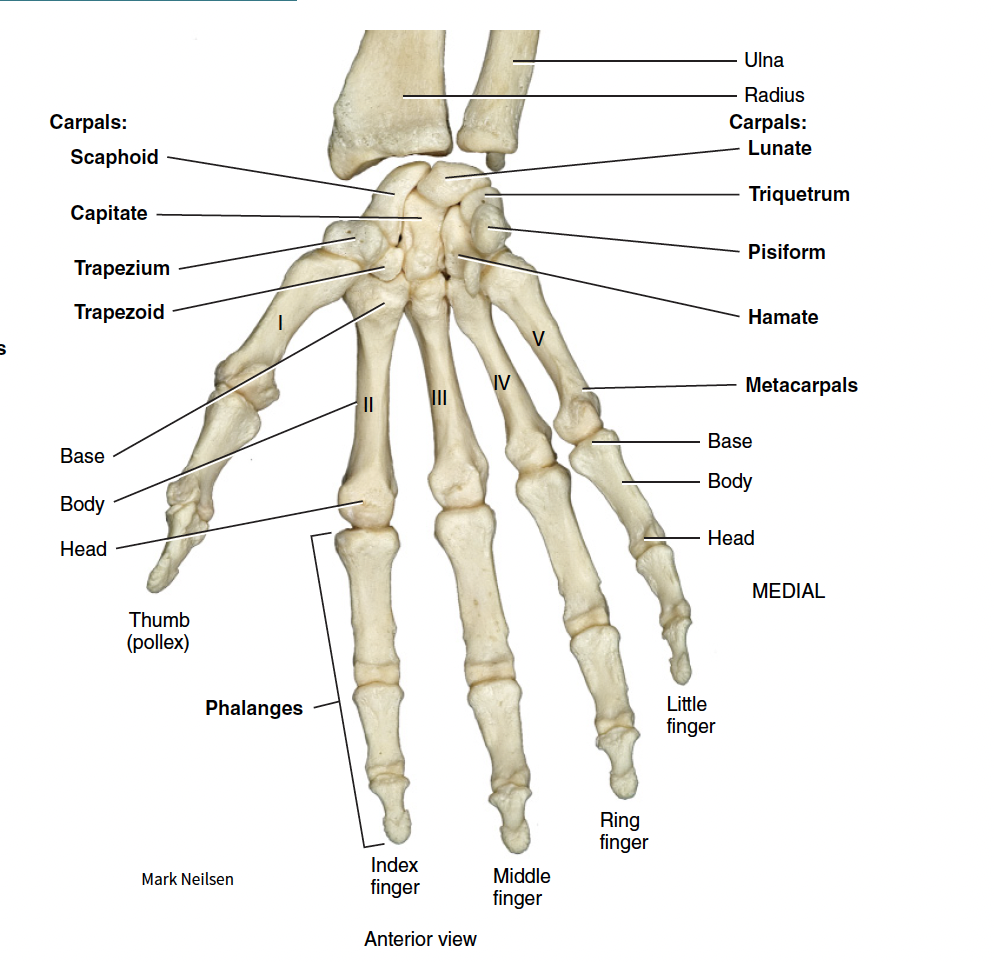 Introduction to the Human Body, 11th Edition | Perfection Learning